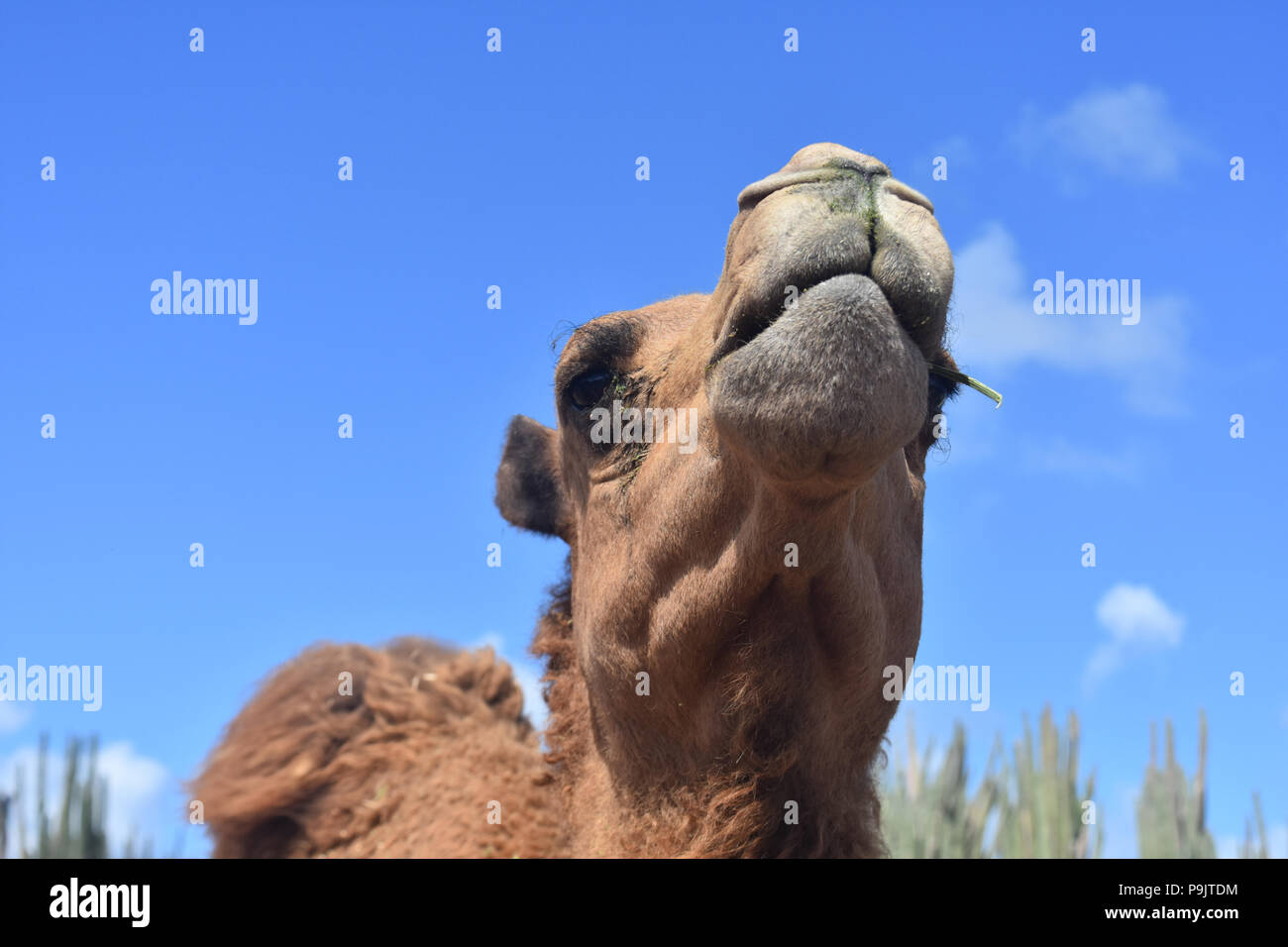 Gorgeous camel hi-res stock photography and images - Alamy