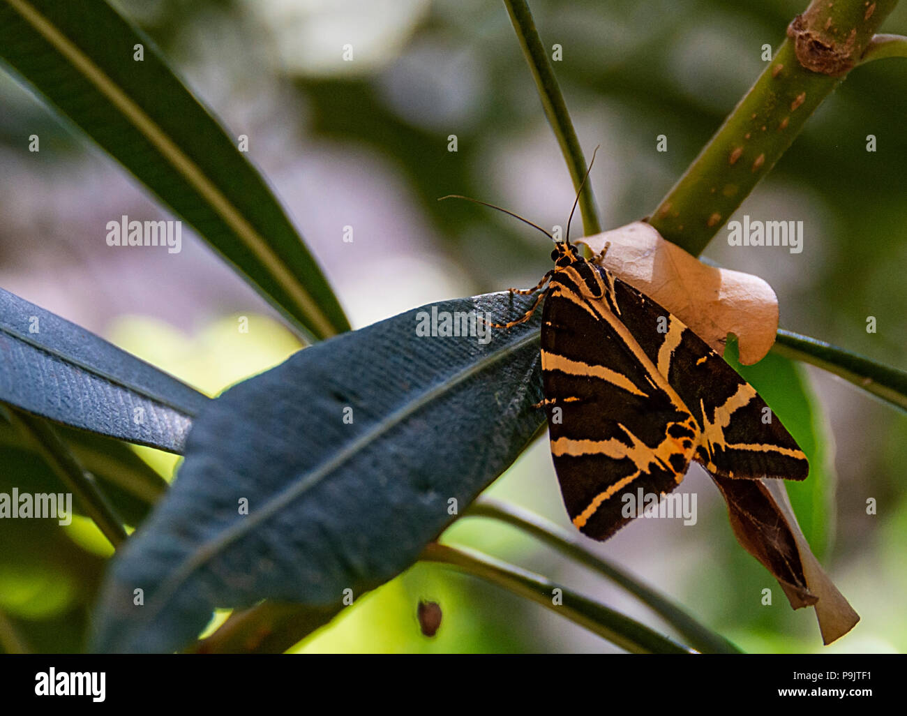 Butterfly valley night long exposure hi-res stock photography and ...