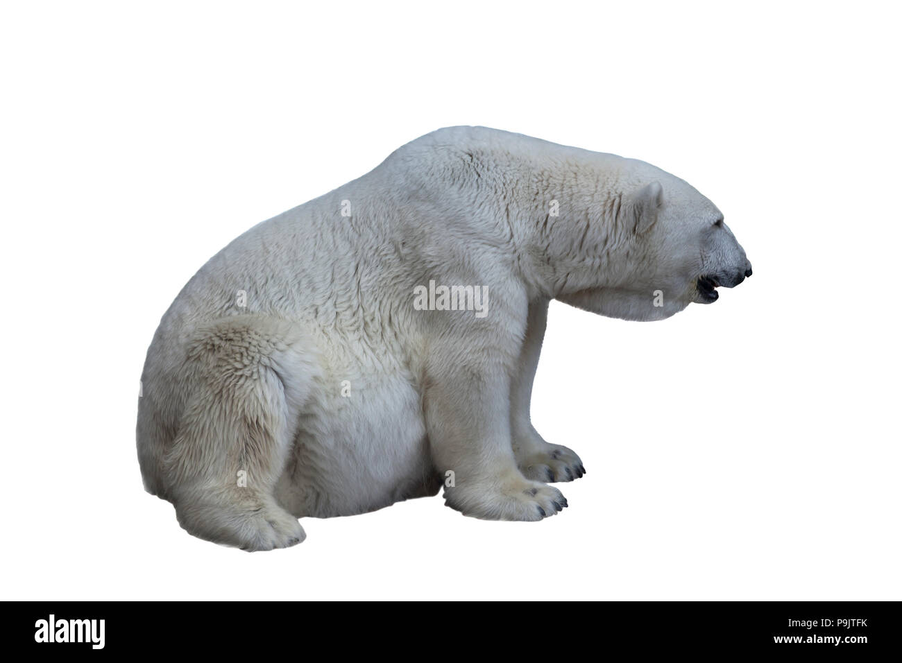 Polar winter Cut Out Stock Images & Pictures - Alamy