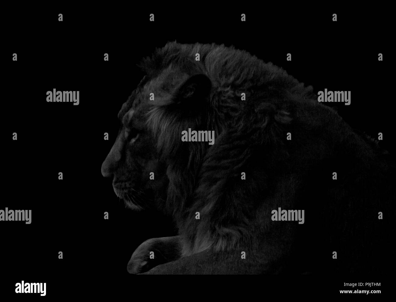Lion portrait black and white Stock Photo - Alamy