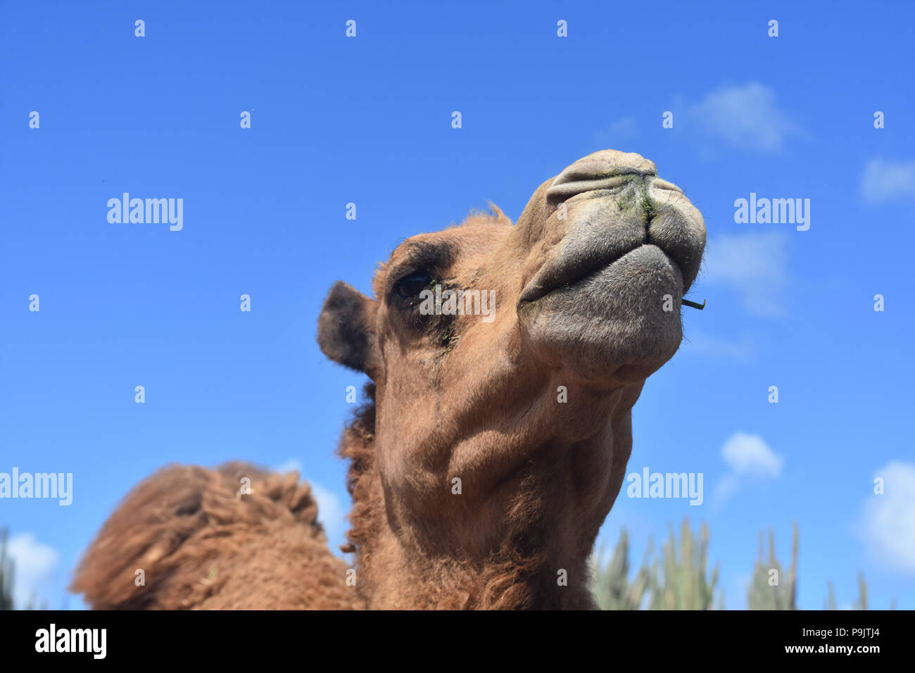 Really close up look at the face of a camel Stock Photo - Alamy