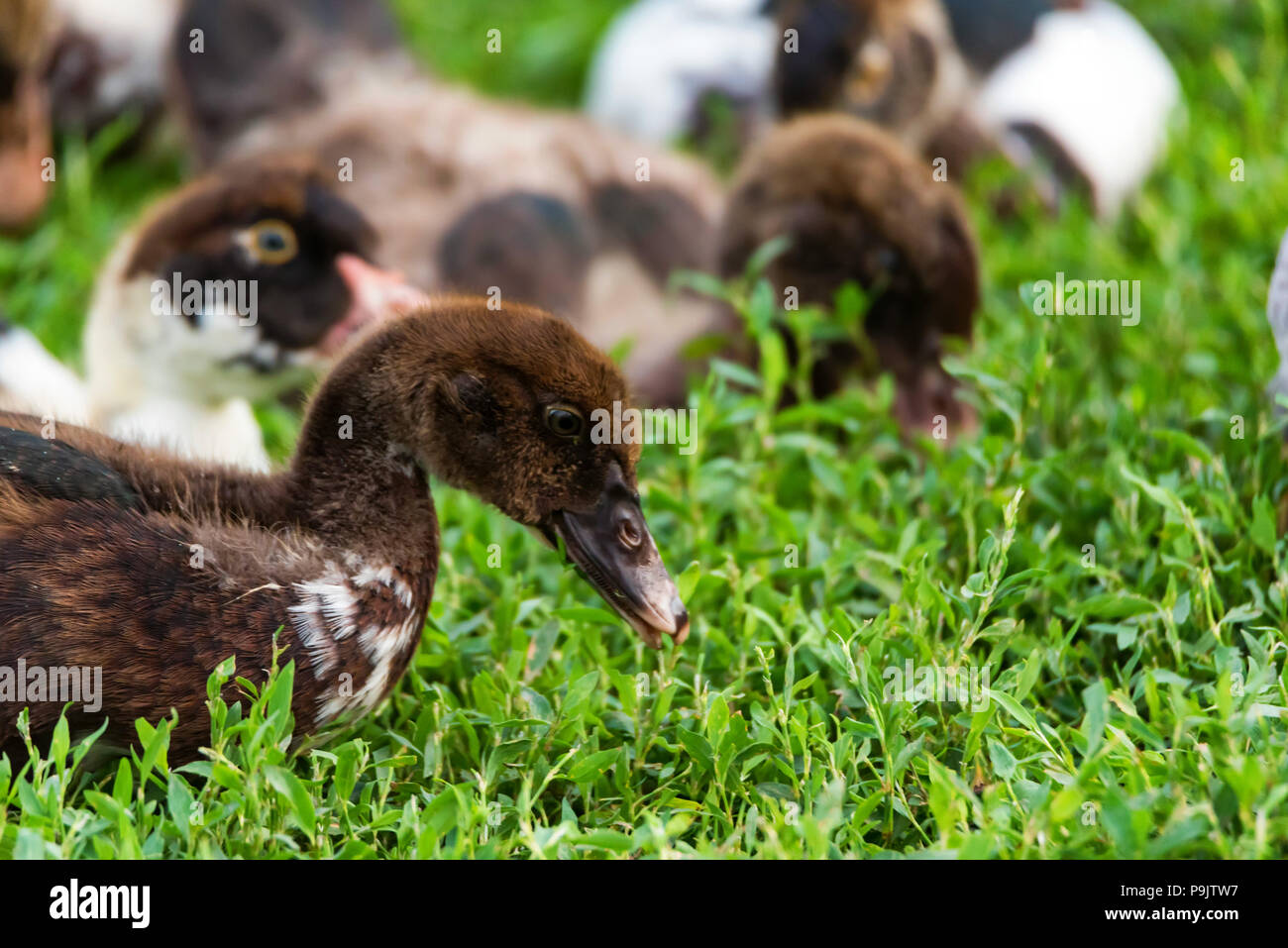 Domestic ducklings on grass Stock Photo - Alamy
