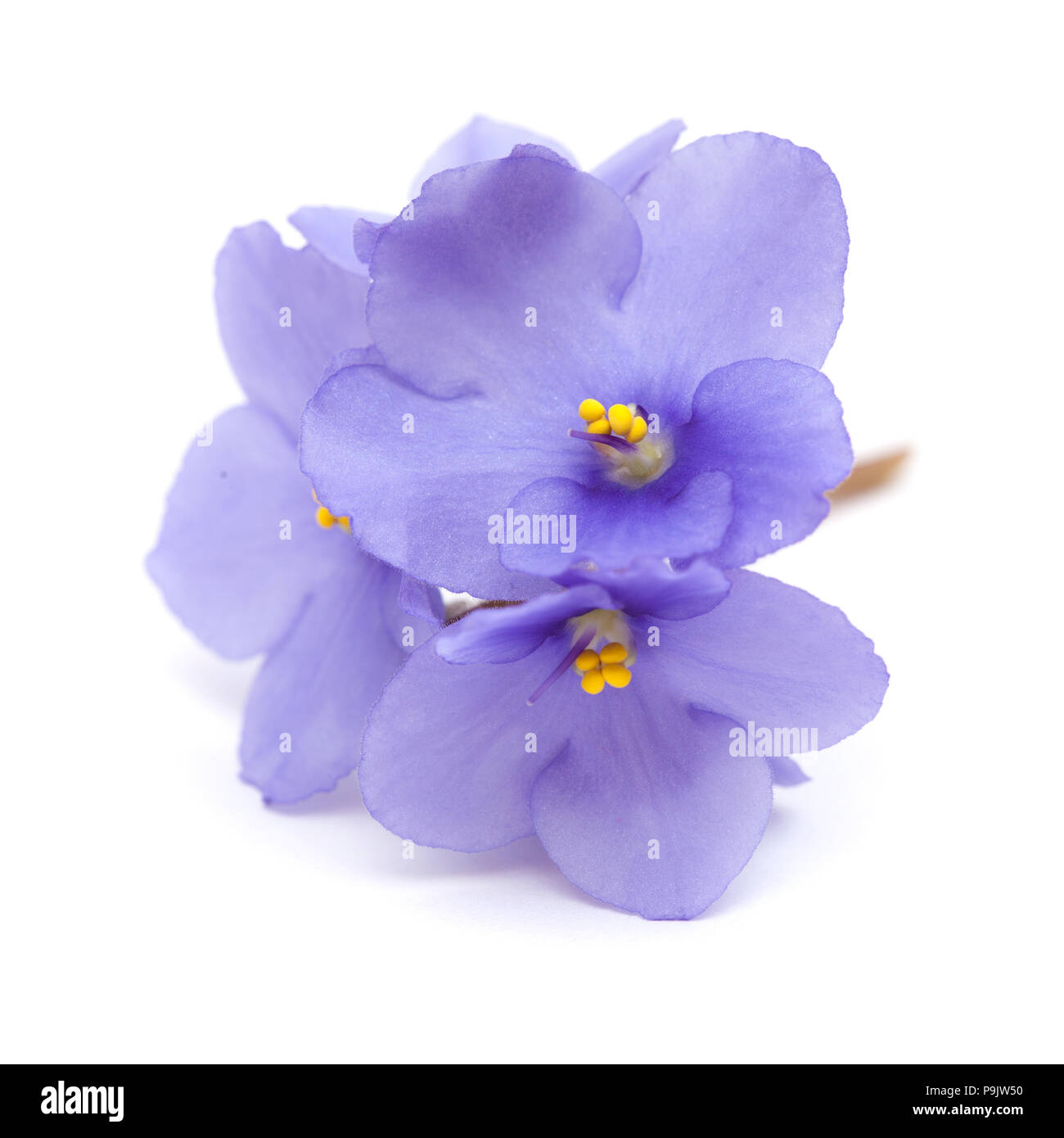 beautiful blue african violet isolated on white background Stock Photo ...