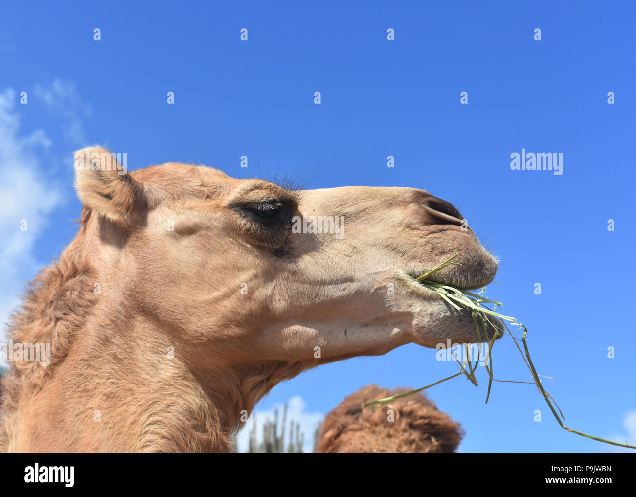 Side profile of a dromedary camel eating hay Stock Photo - Alamy