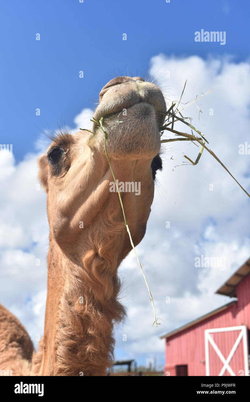 Camel in front of a red barn eating hay Stock Photo - Alamy