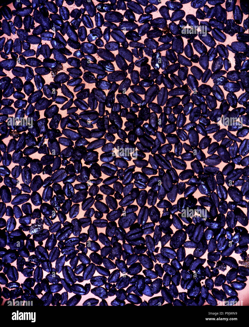 Charred barley grains hi-res stock photography and images - Alamy