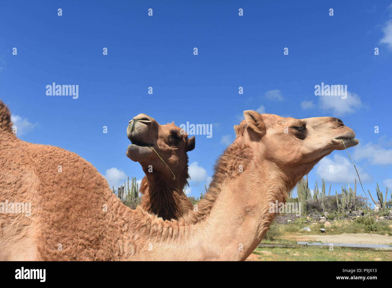 Two camels standing together in the desert Stock Photo - Alamy