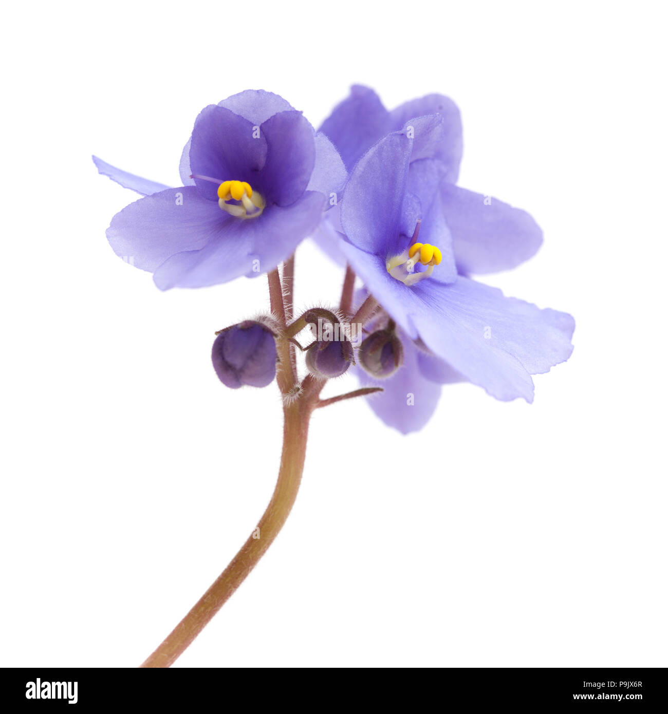 beautiful blue african violet isolated on white background Stock Photo ...