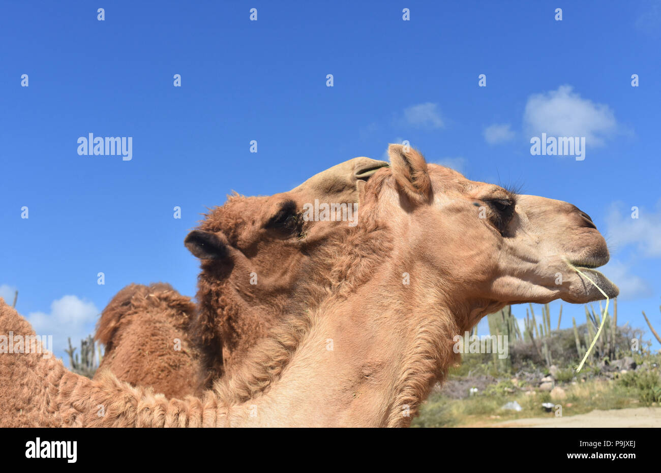 Two bactrian camels standing together on a great day Stock Photo - Alamy