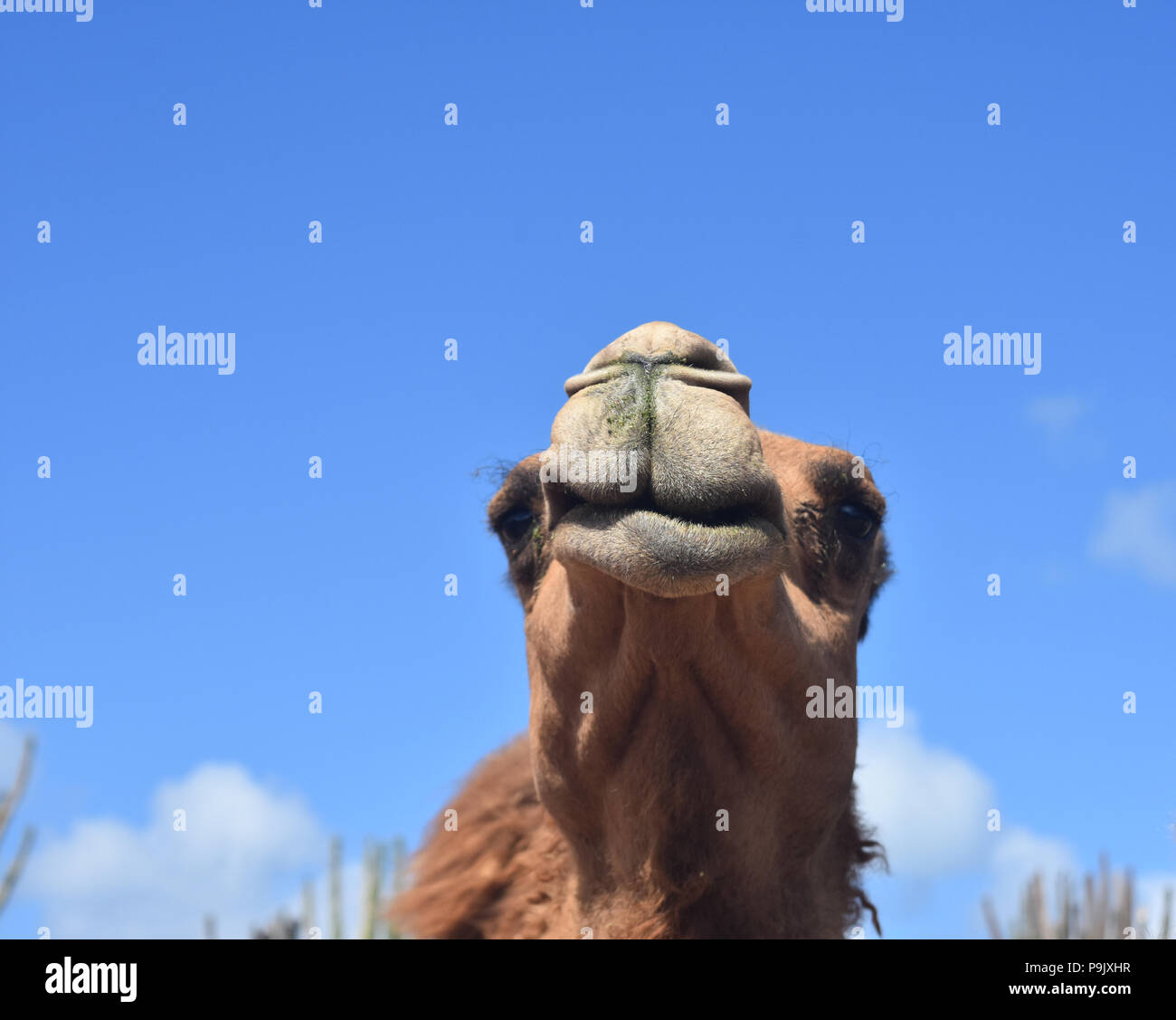 Looking up into the face of a dromedary camel Stock Photo - Alamy