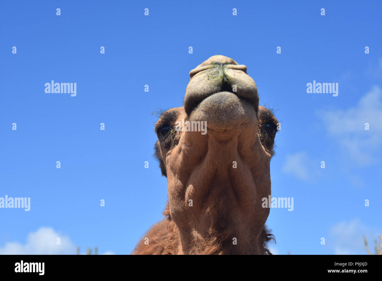 Great face of a caeml on a terrific day Stock Photo - Alamy