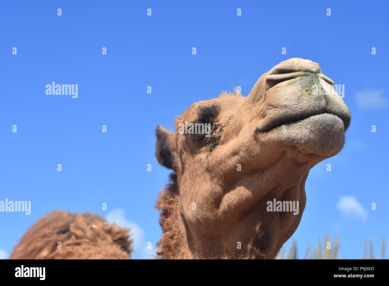 Cute camel with a sweet face and expression Stock Photo - Alamy