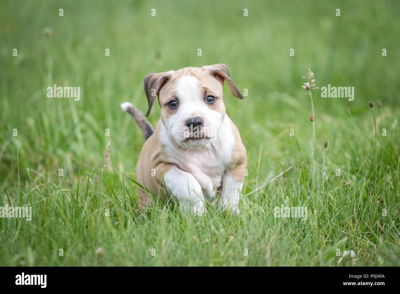Bulldog puppy playing on a meadow Stock Photo - Alamy