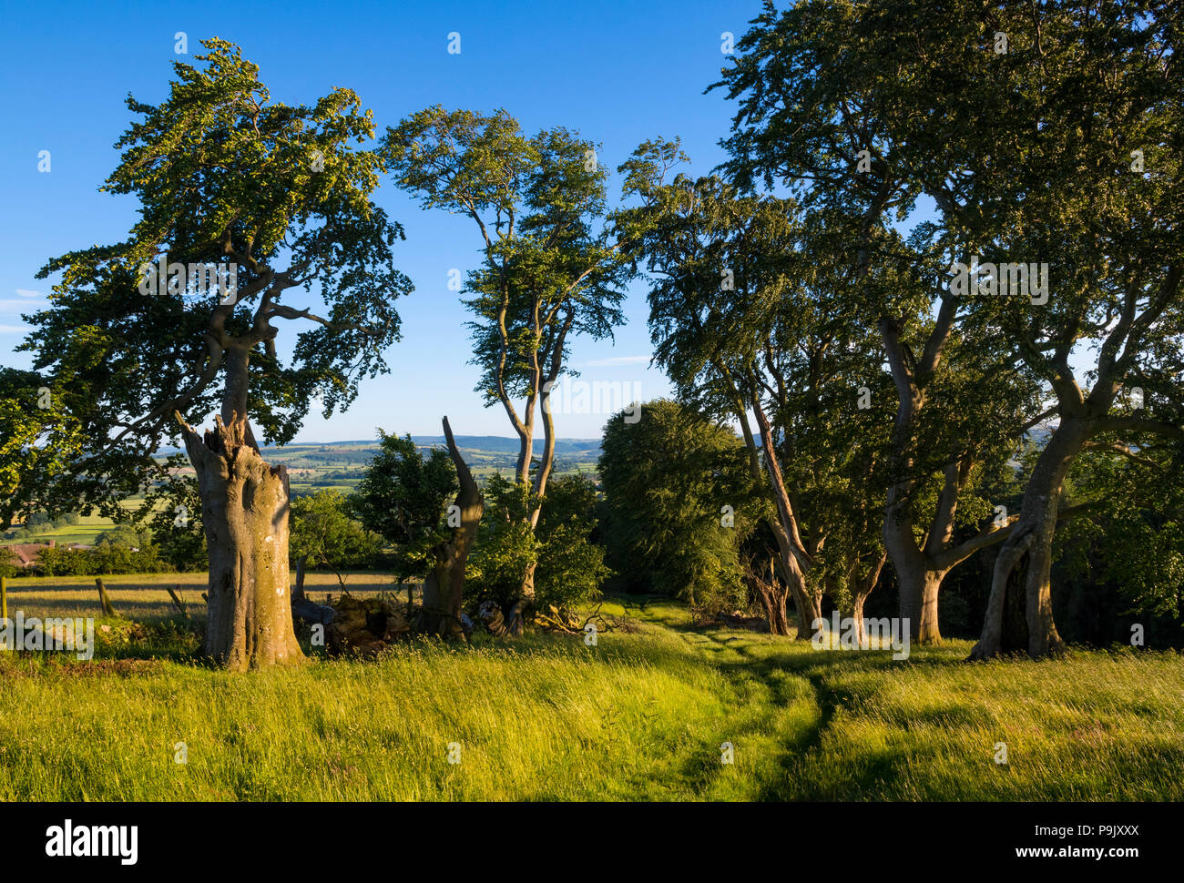 Evening light on the ancient avenue of beech trees on Linley Hill ...