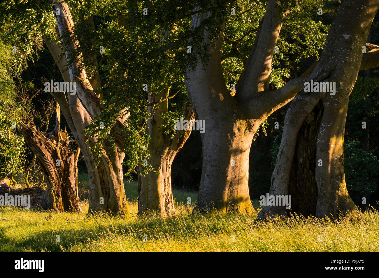 Linley shropshire hi-res stock photography and images - Alamy
