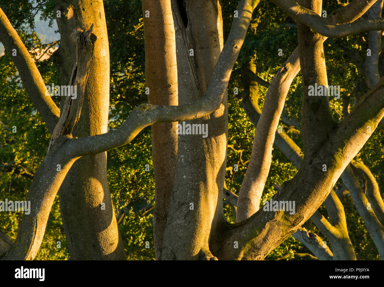 Evening light on the ancient avenue of beech trees on Linley Hill ...