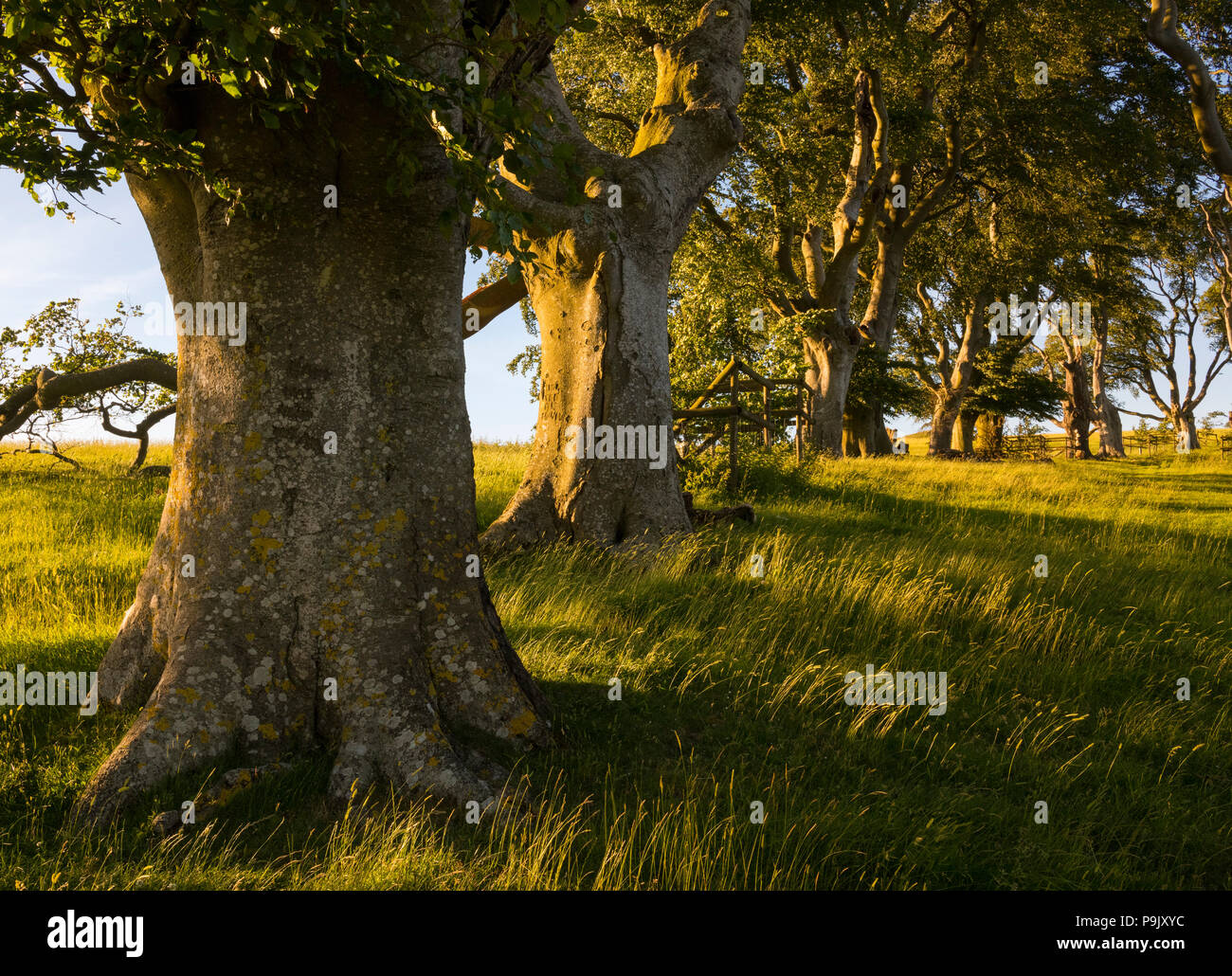 Linley beech trees hi-res stock photography and images - Alamy