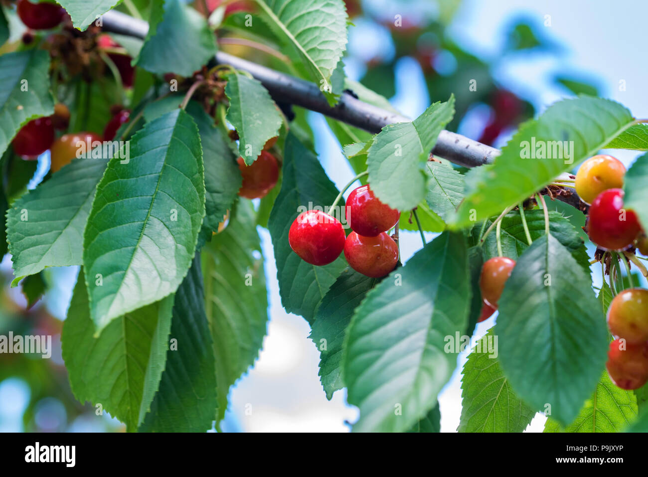 Ripe pink cherries on the branch Stock Photo - Alamy