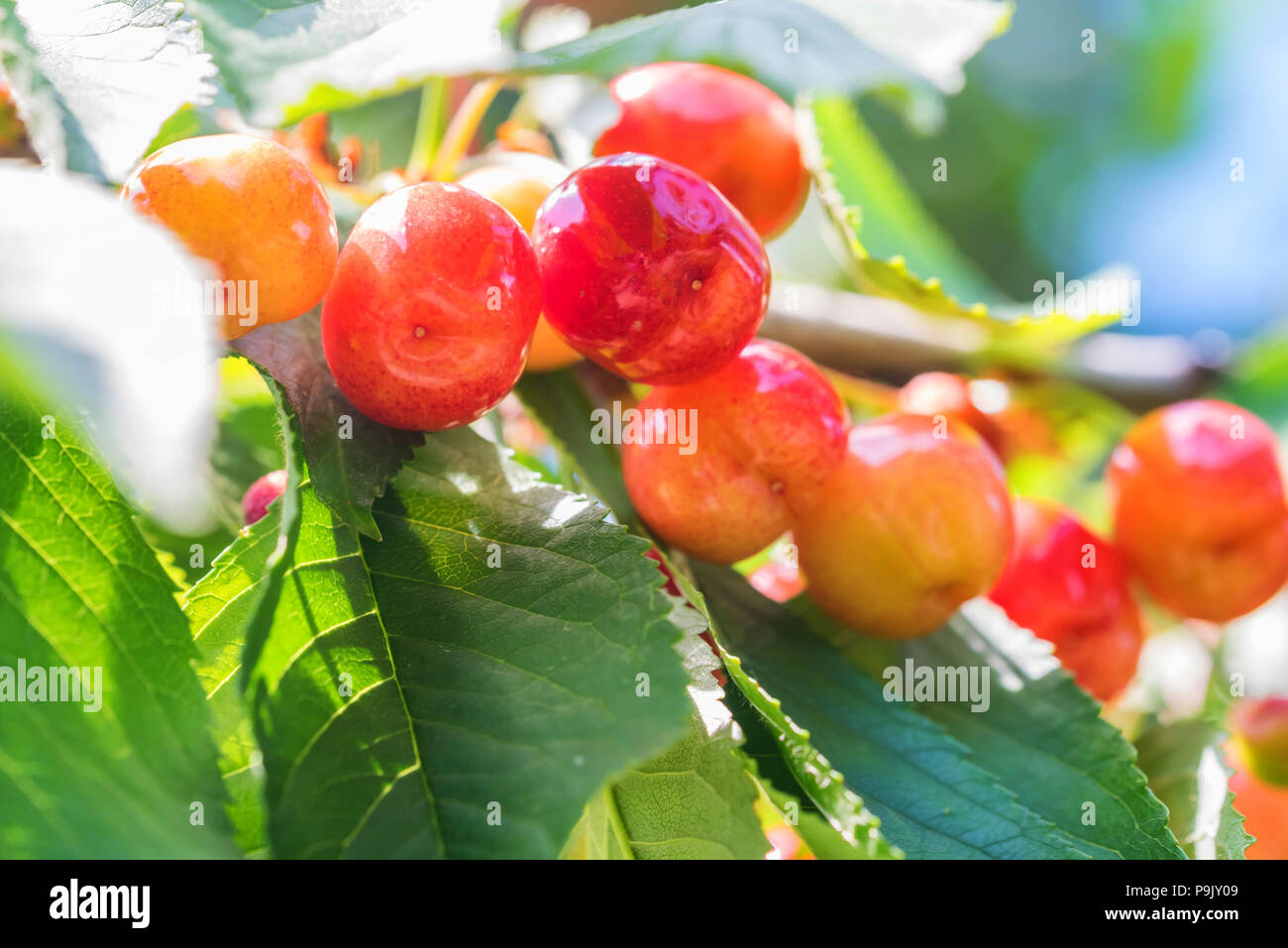 Rainier cherry tree hi-res stock photography and images - Alamy
