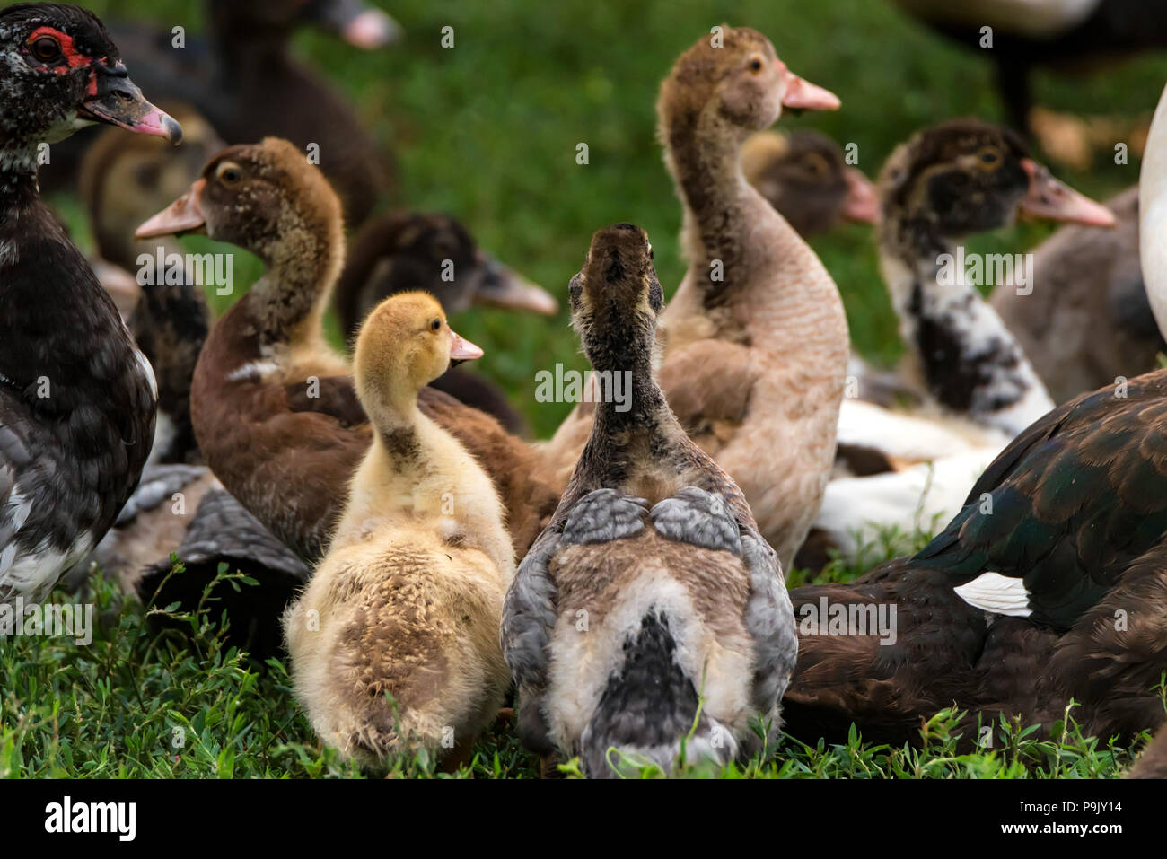 Squeaking duck hi-res stock photography and images - Alamy