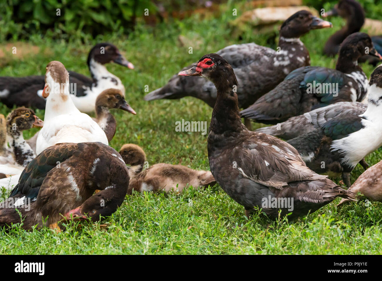 Squeaking duck hi-res stock photography and images - Alamy