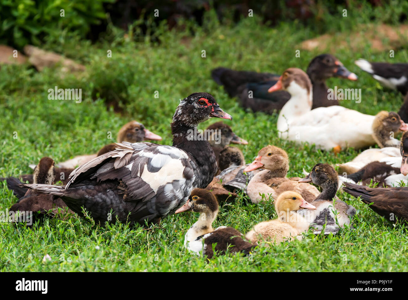Squeaking duck hi-res stock photography and images - Alamy