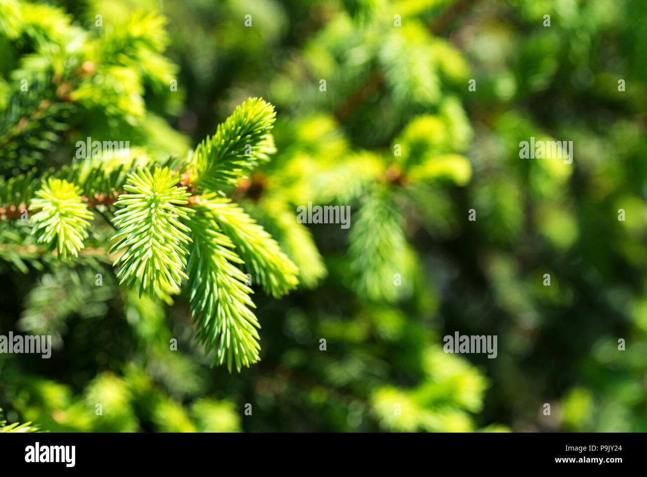 Fir tree branch background close Stock Photo - Alamy