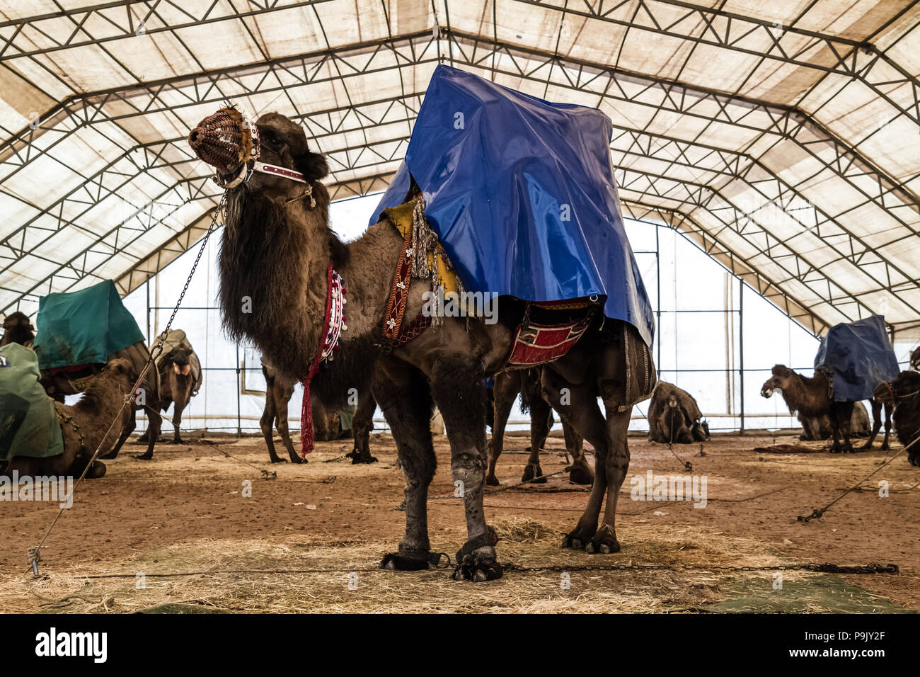 Prize camels hi-res stock photography and images - Alamy