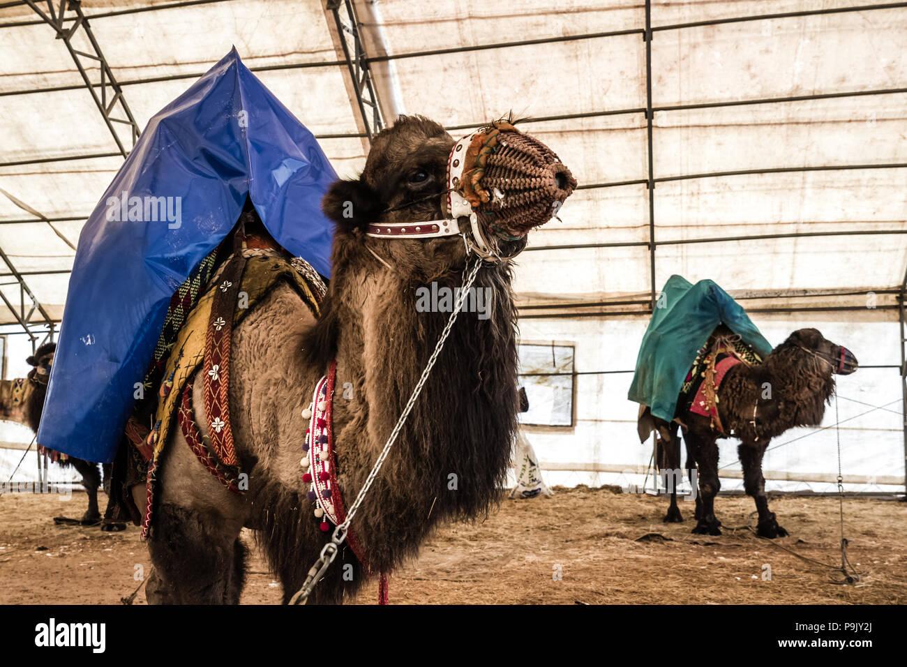 Prize camels hi-res stock photography and images - Alamy