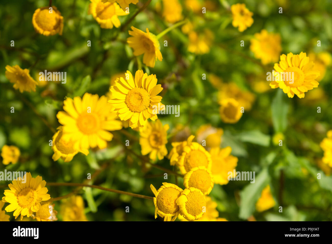 Azores flowers hi-res stock photography and images - Alamy