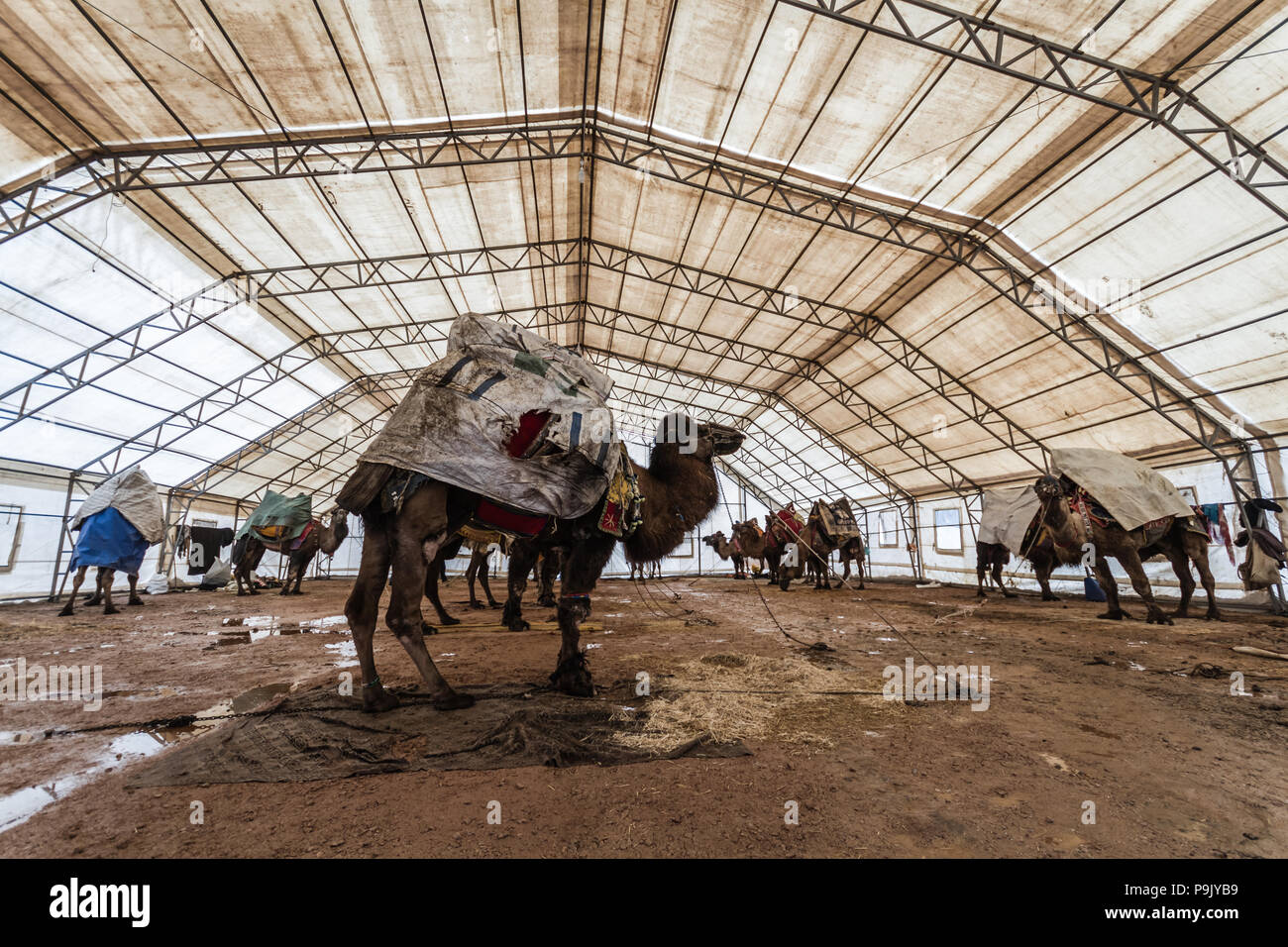 Prize camels hi-res stock photography and images - Alamy