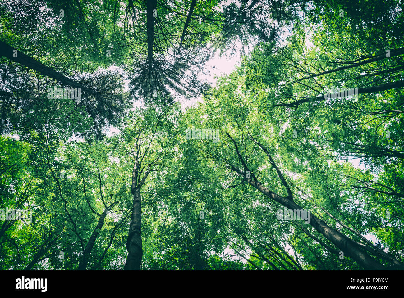 View of tree crowns in spring forest. Seasonal natural scene. Analog ...