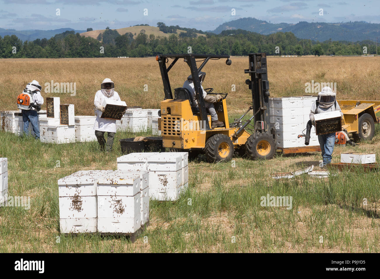 Commercial beekeepers collect their hives and honey frames after crop ...