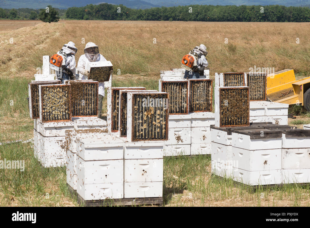 Commercial beekeepers collect their hives and honey frames after crop ...