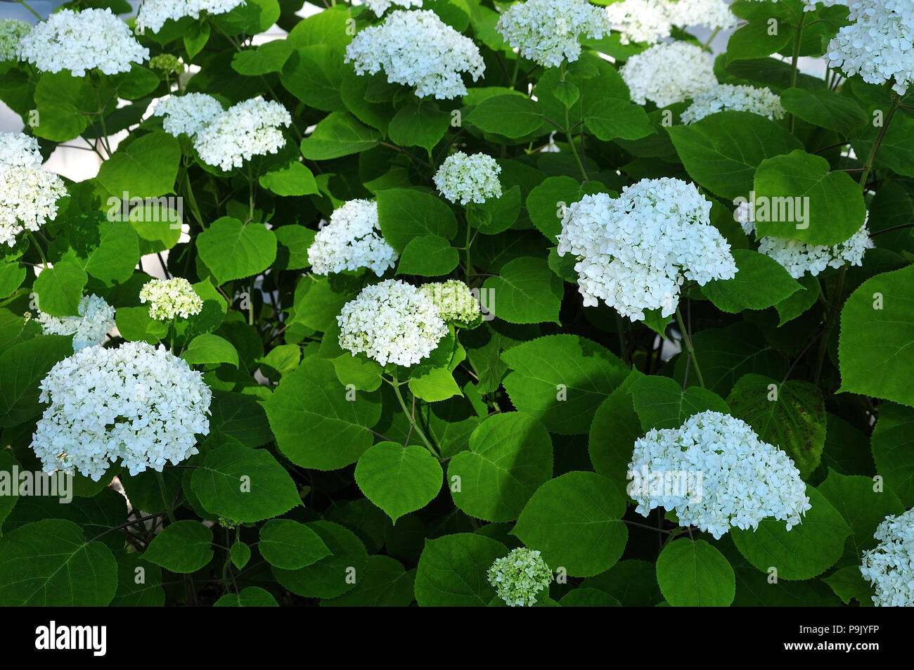 snowball shaped white flowers of hydrangea arborescens, sort annabelle ...