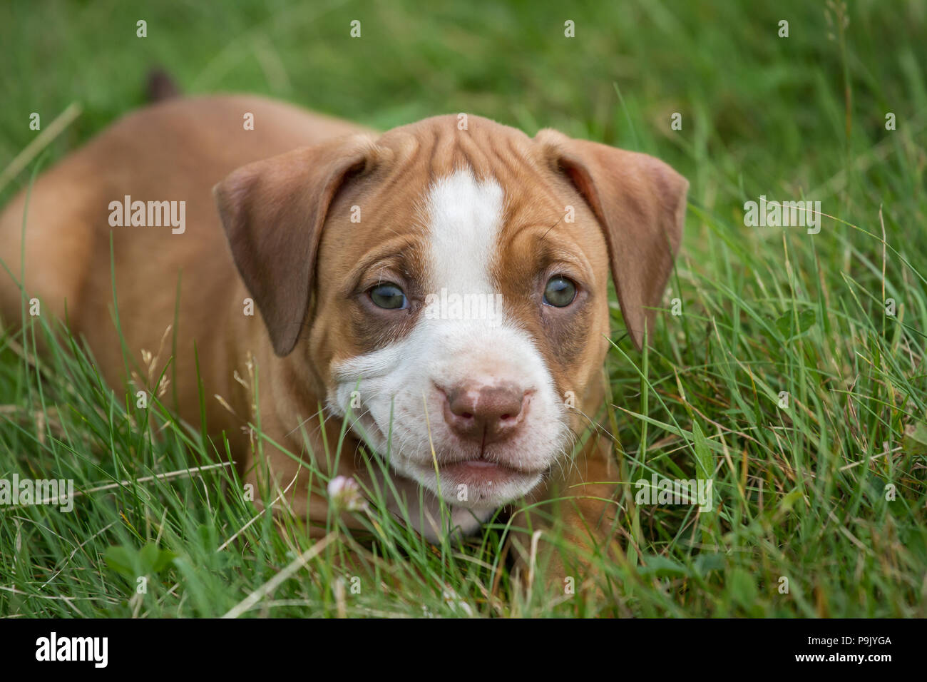 Adorable bulldog hi-res stock photography and images - Alamy