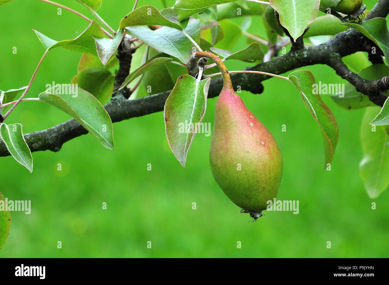 close-up of a twig of a pear tree with growing fruit of traditional ...