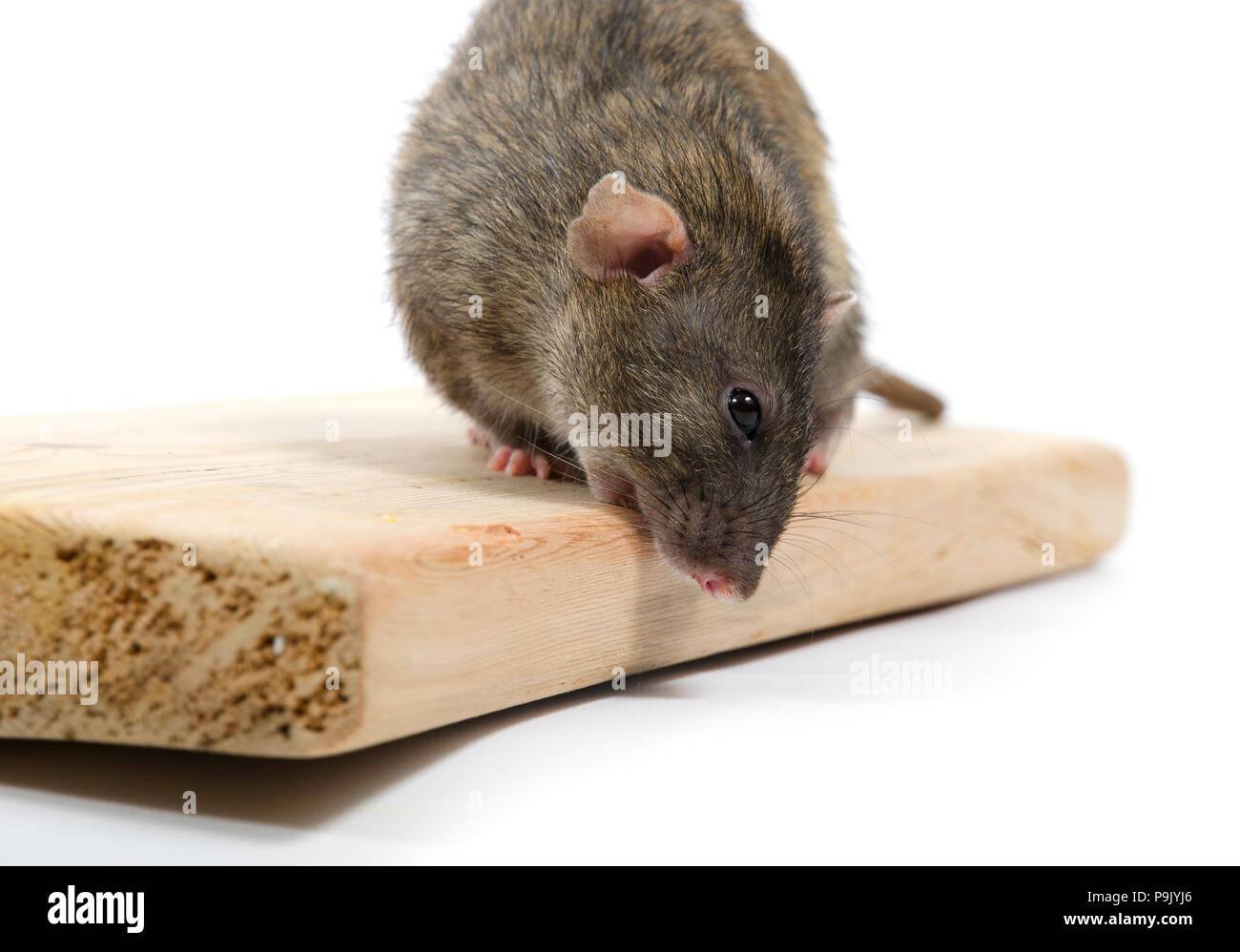 Chewing rat hi-res stock photography and images - Alamy