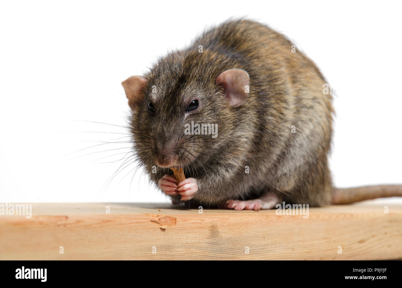 A rat is chewing on a pine board on a white background Stock Photo - Alamy