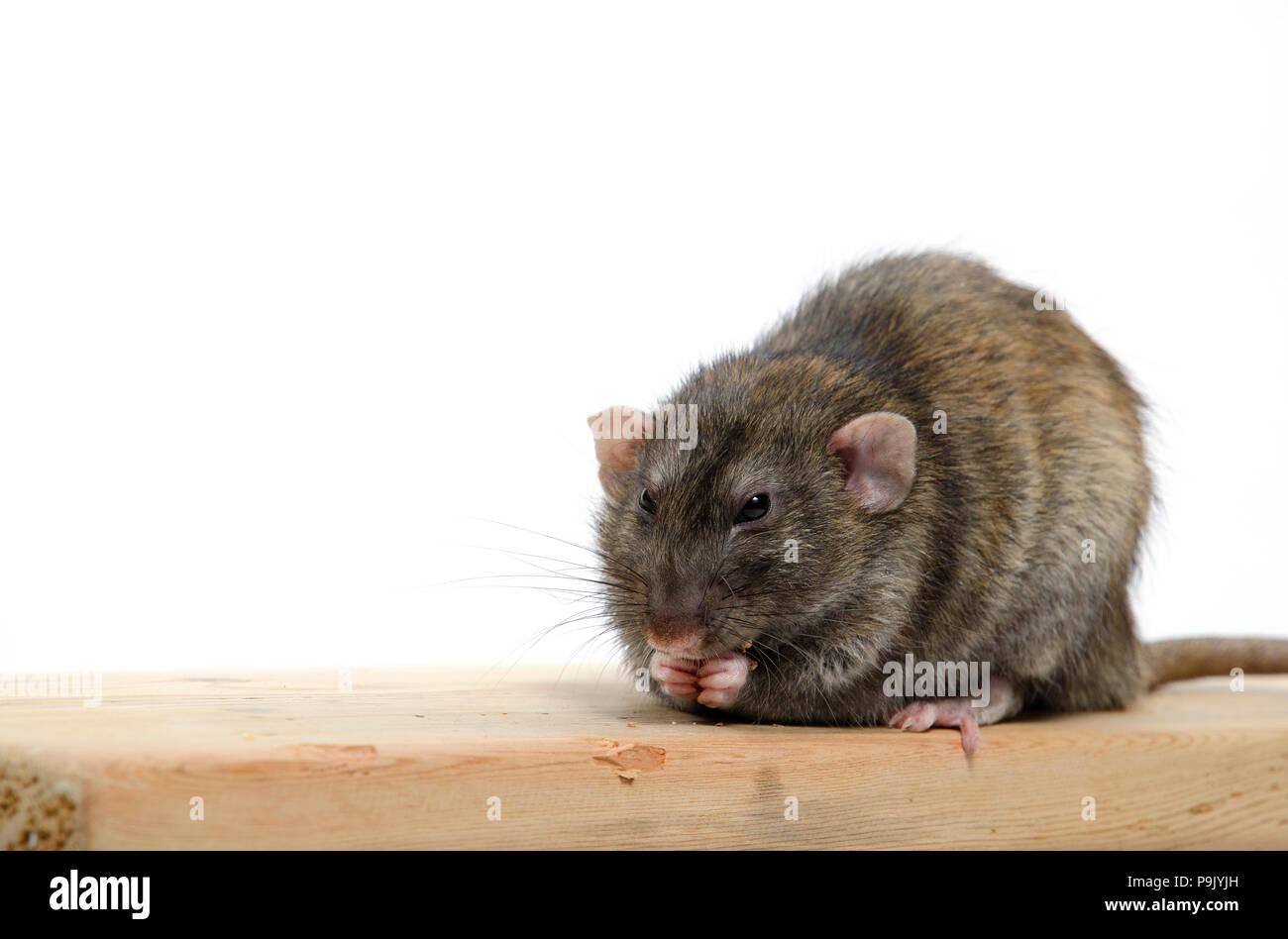Chewing rat hi-res stock photography and images - Alamy