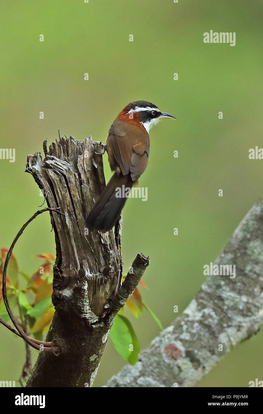 Scimitar babblers of asia hi-res stock photography and images - Alamy