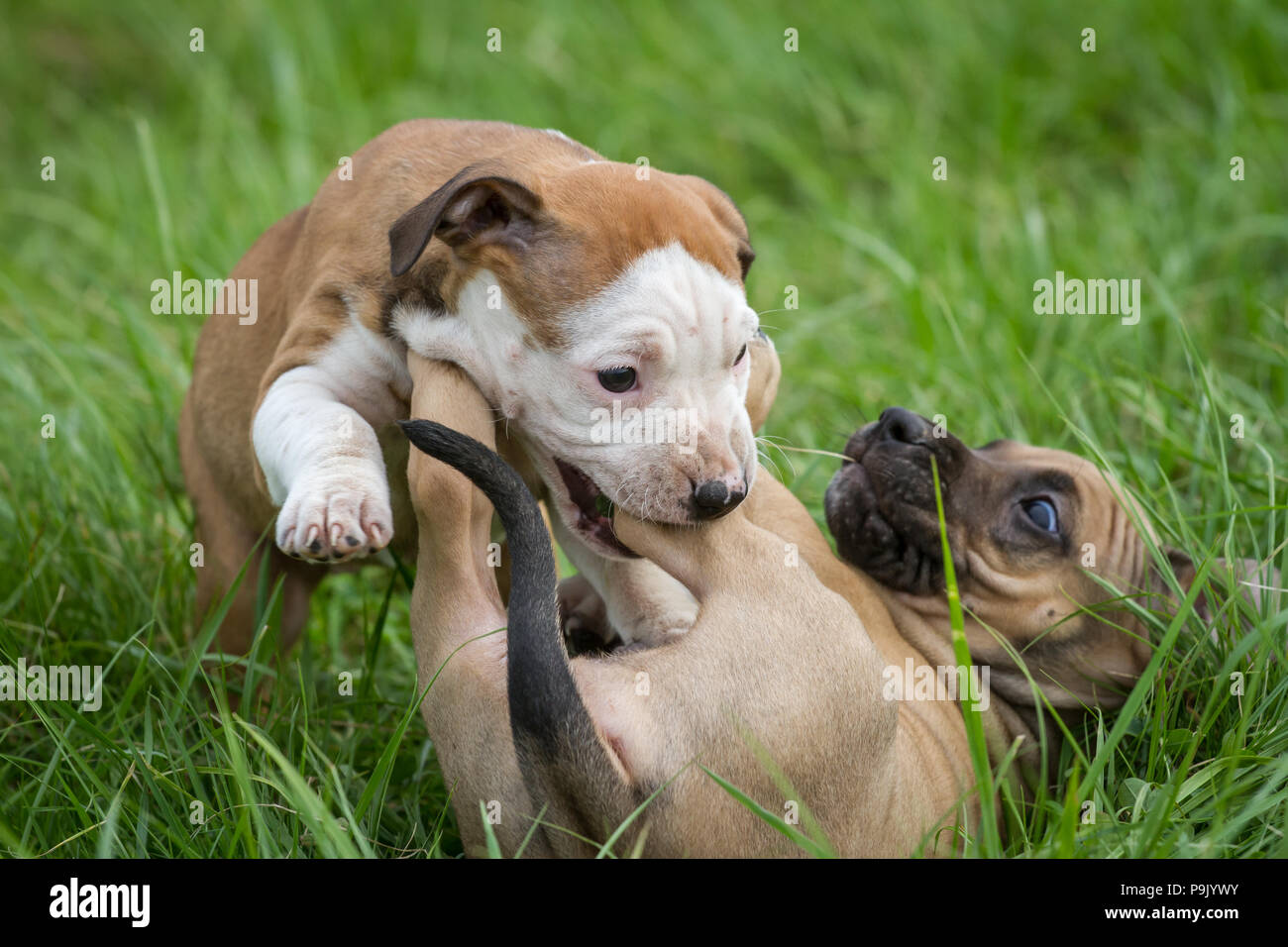 Bulldog puppies playing on a meadow Stock Photo - Alamy