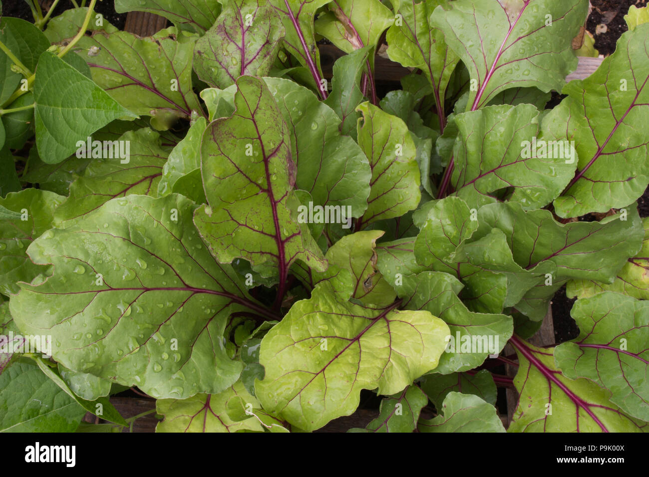 Early wonder beets dappled with droplets of water growing in a raised ...