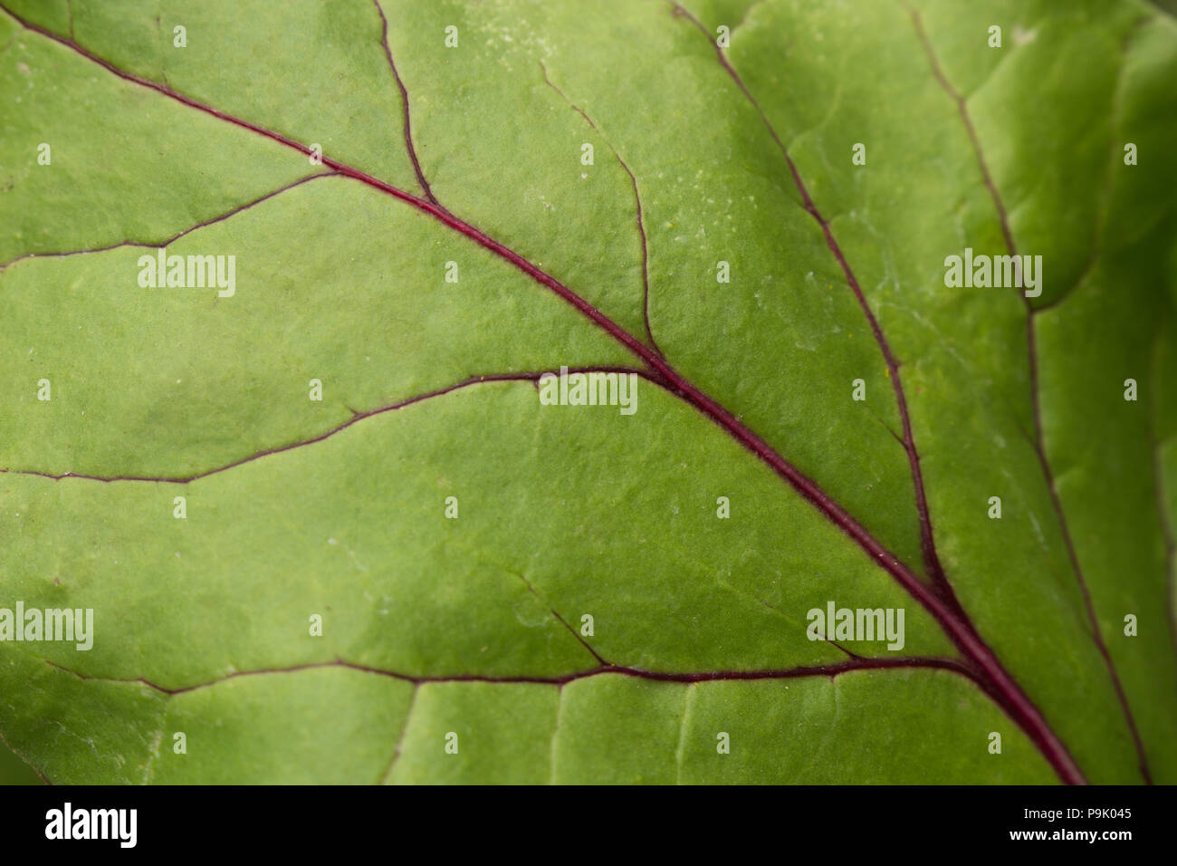 Healthy Early wonder beet leaf growing in a raised bed garden showing ...