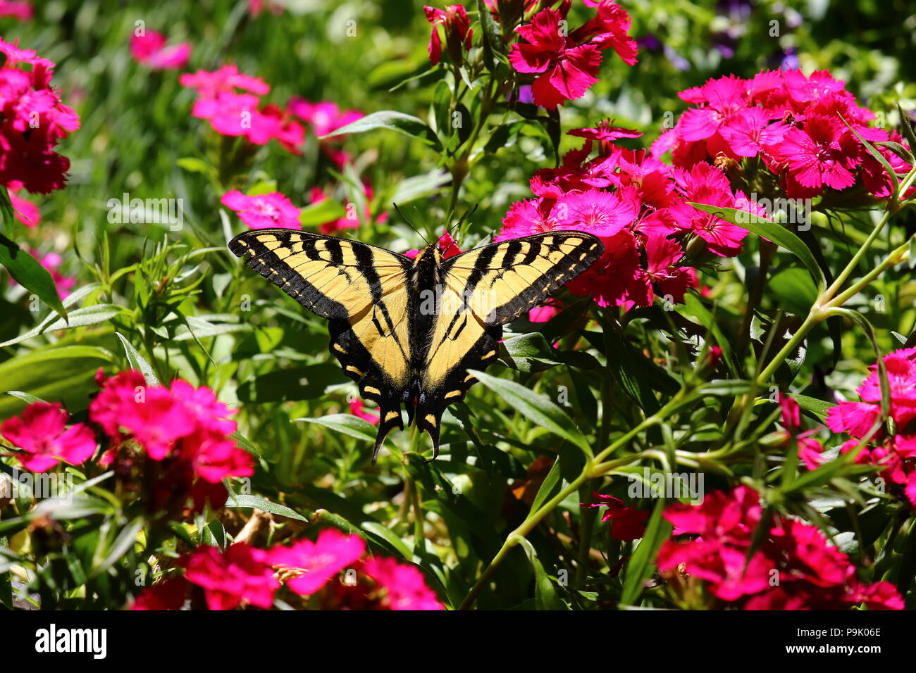 Monarch Butterfly on Flowers Stock Photo - Alamy