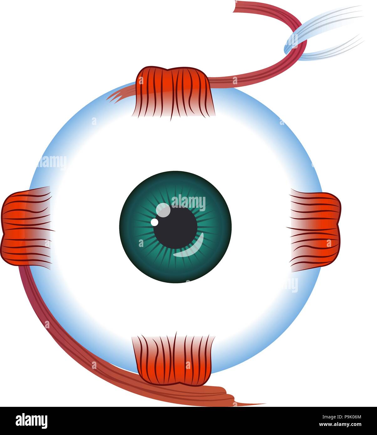 Eye icon, cartoon style Stock Vector Image & Art - Alamy