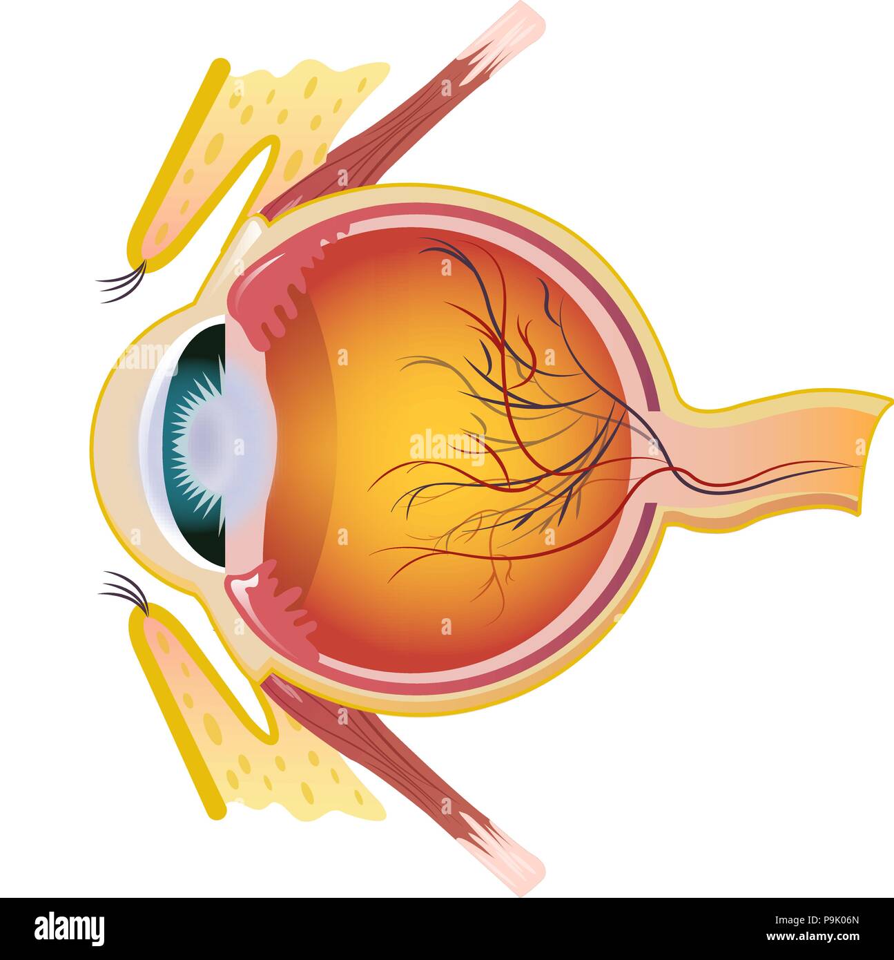 Human Eye Diagram Stock Photos & Human Eye Diagram Stock Images - Alamy