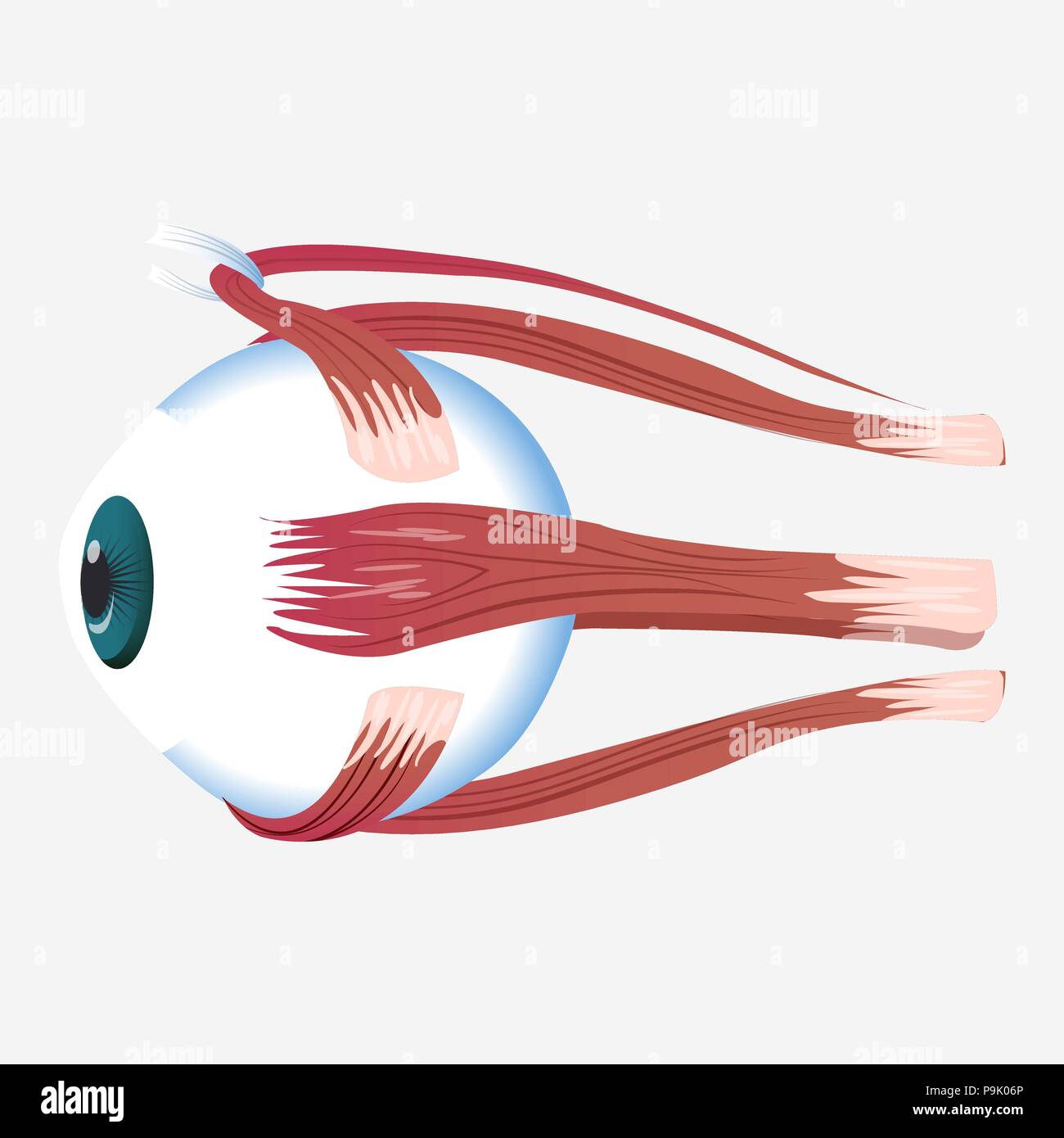 Eyeground hi-res stock photography and images - Alamy