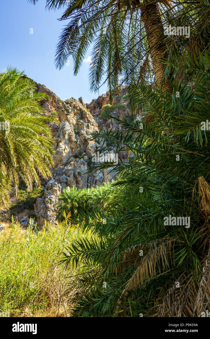 Preveli palm forest in crete hi-res stock photography and images - Alamy