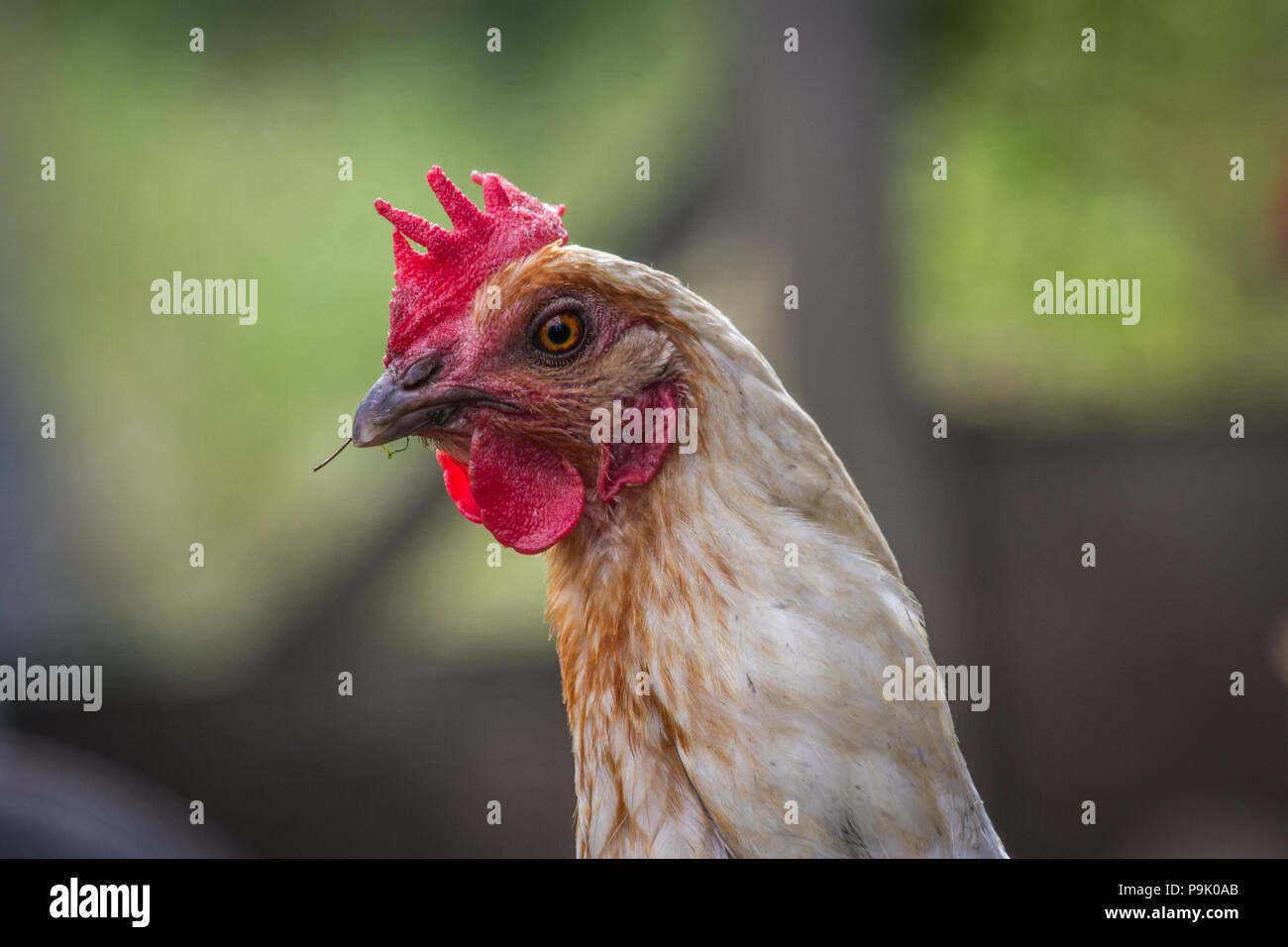 Marans free range chicken hen [Gallus gallus domesticus] Stock Photo ...